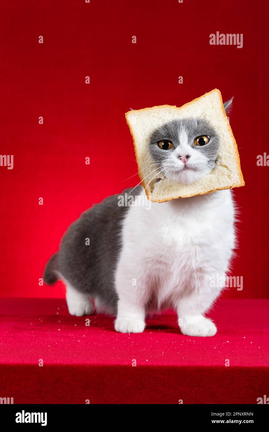 cute british shorthair cat with slice of bread on the head on red ...