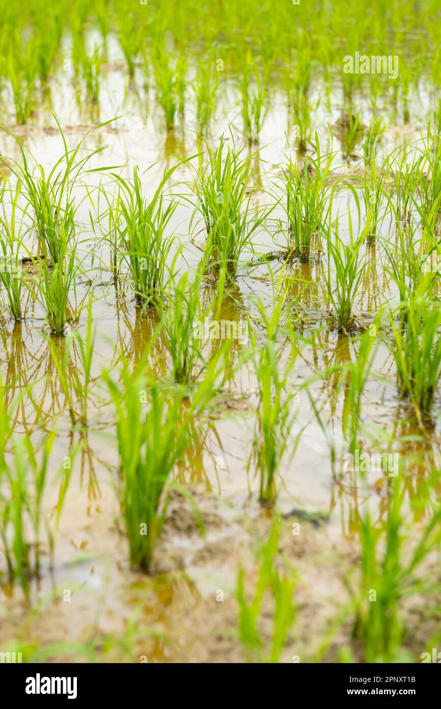 fresh little green paddy field vertical composition Stock Photo - Alamy