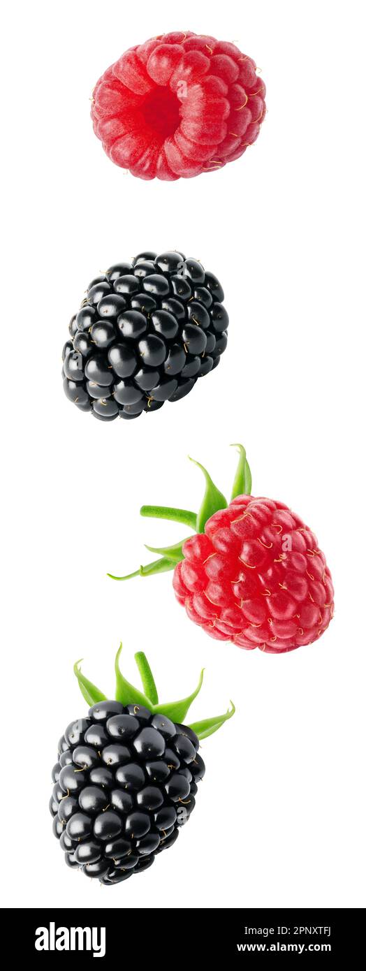 Isolated flying berries. Blackberry and raspberry fruits isolated on ...