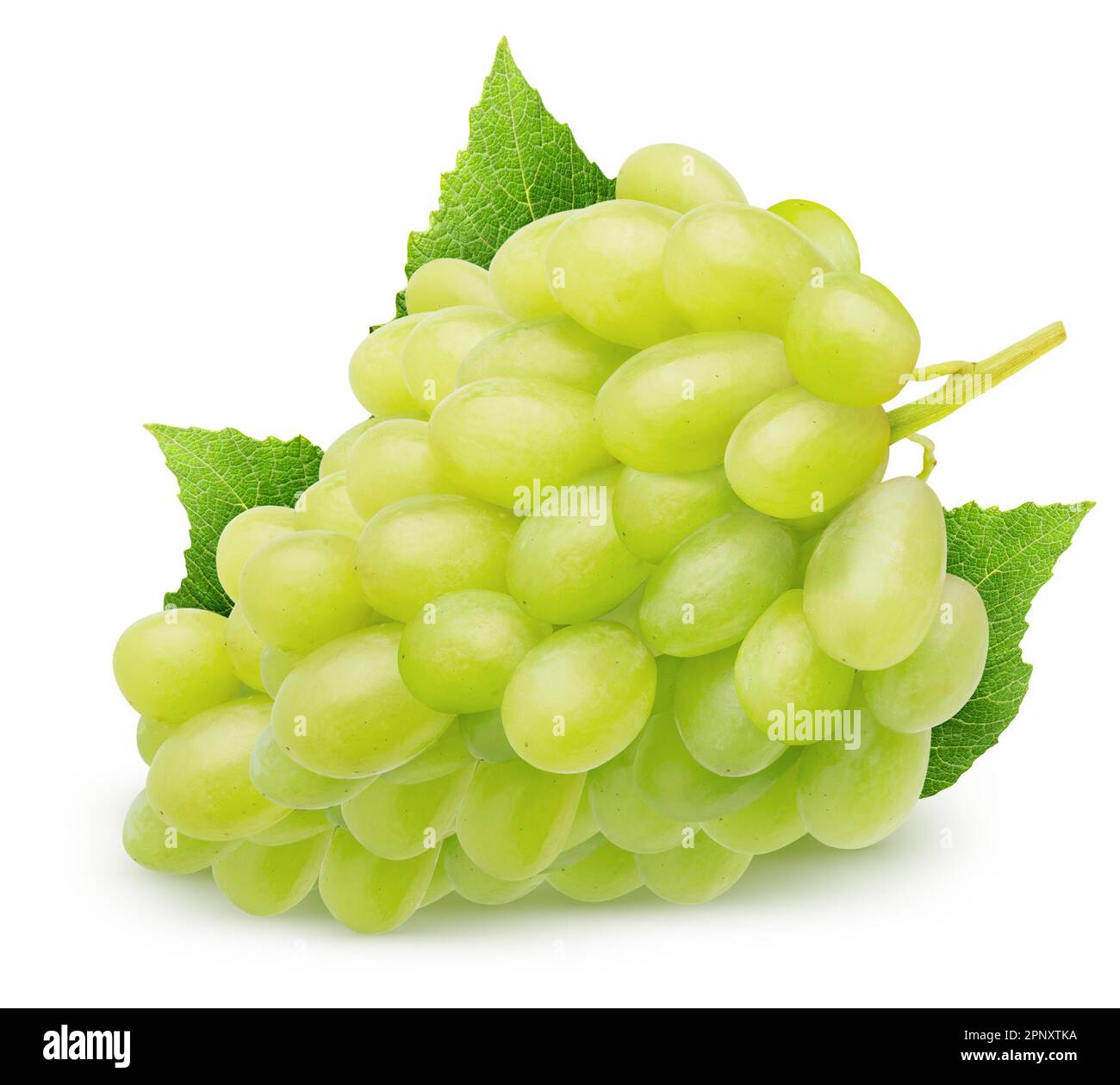 Isolated white grapes. Bunch of Thompson seedless grapes with leaves ...