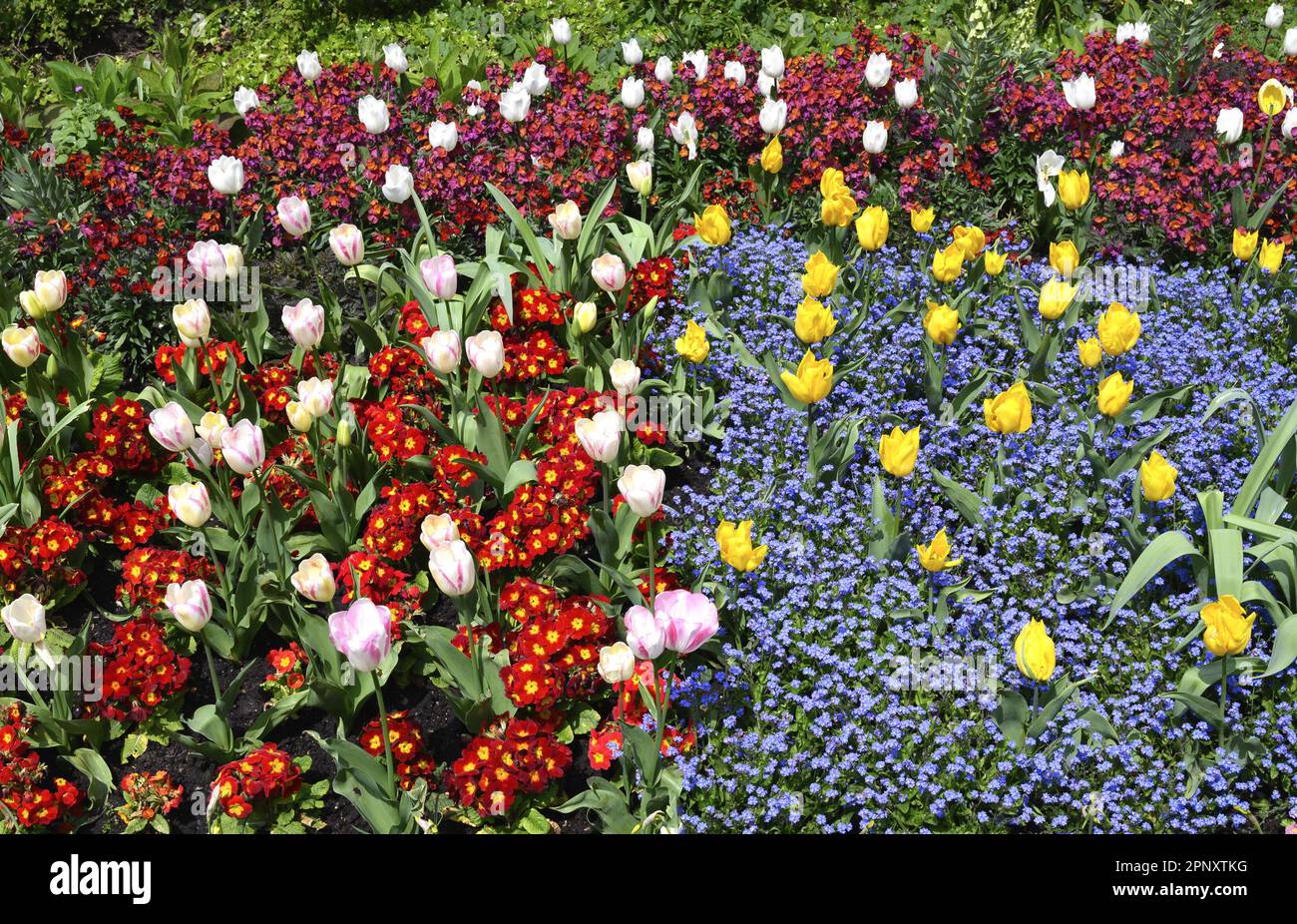 London, England, UK. Spring flowers in St James's Park, 19th April 2023 ...