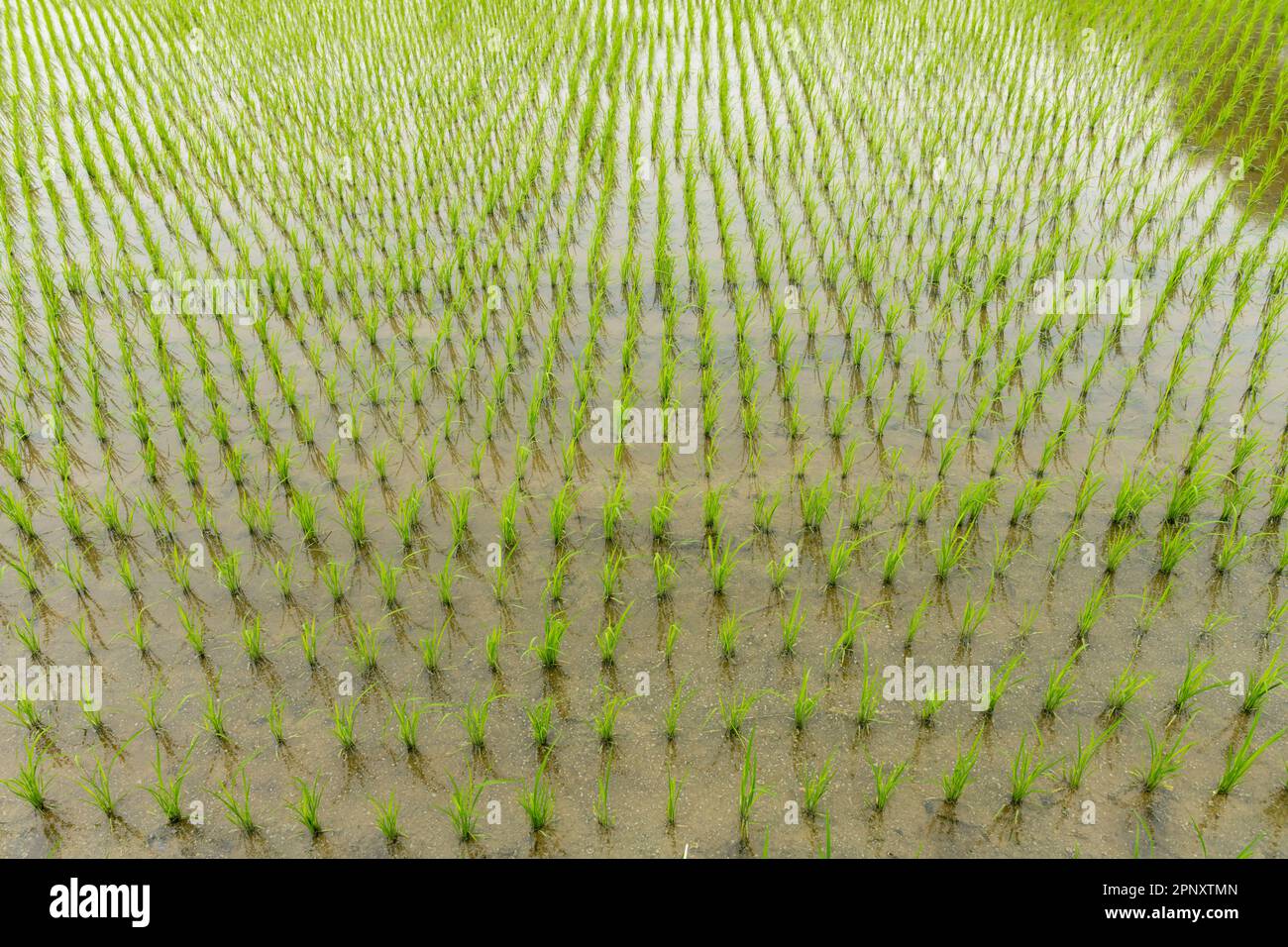 fresh little green paddy field horizontal composition Stock Photo - Alamy