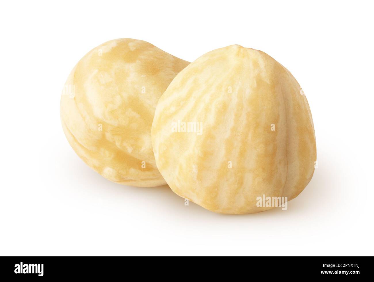 Isolated roasted halelnuts. Closeup of two peeled hazelnuts isolated on ...