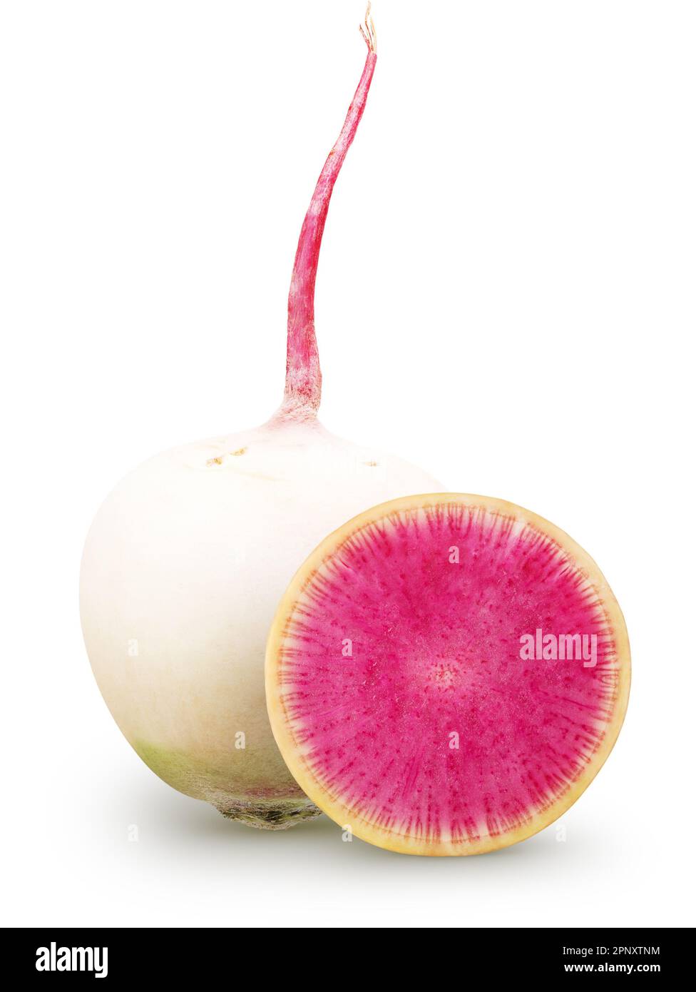 Isolated watermelon radishes. Whole raw watermelon radish with half ...