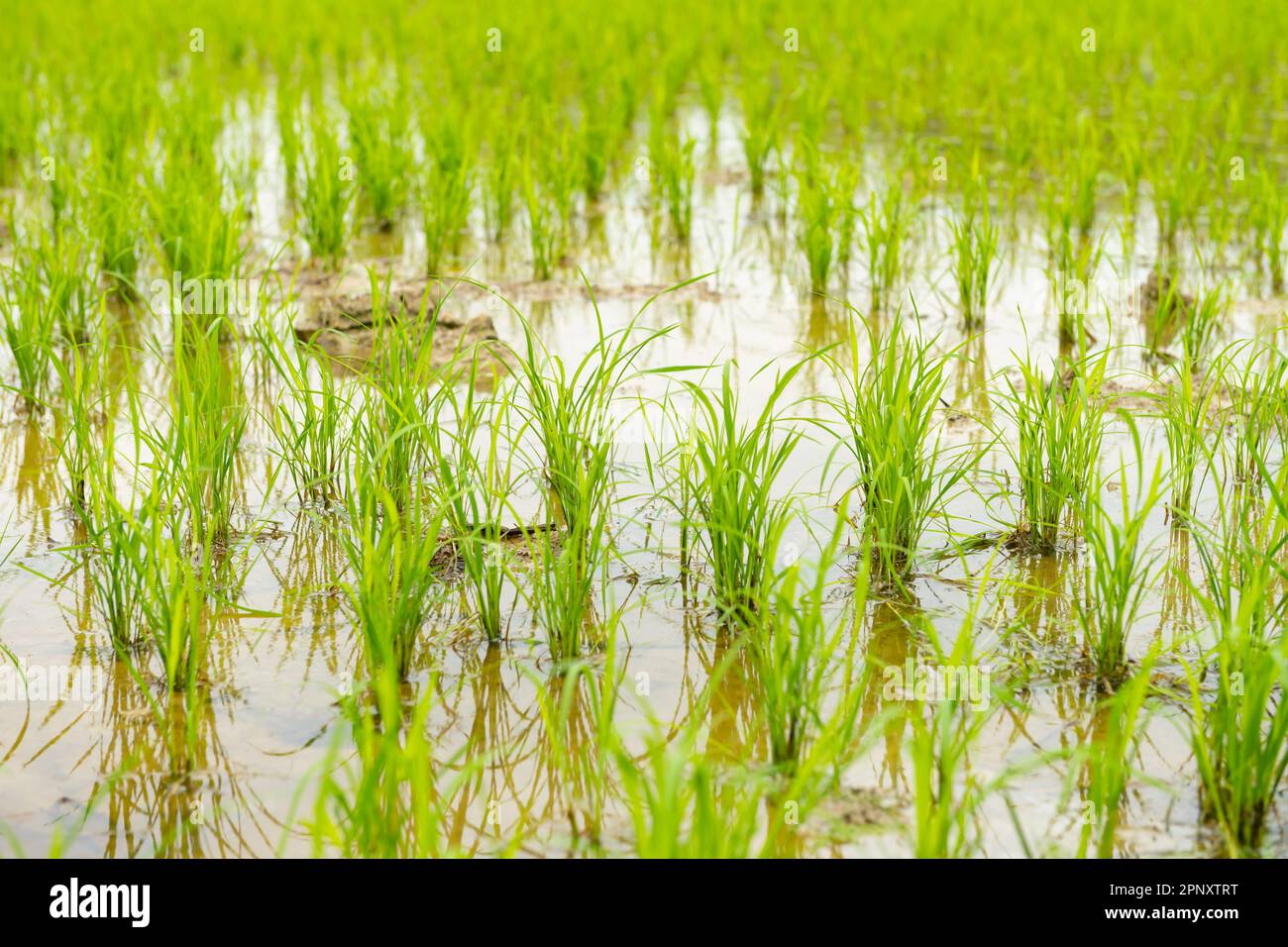 fresh little green paddy field horizontal composition Stock Photo - Alamy