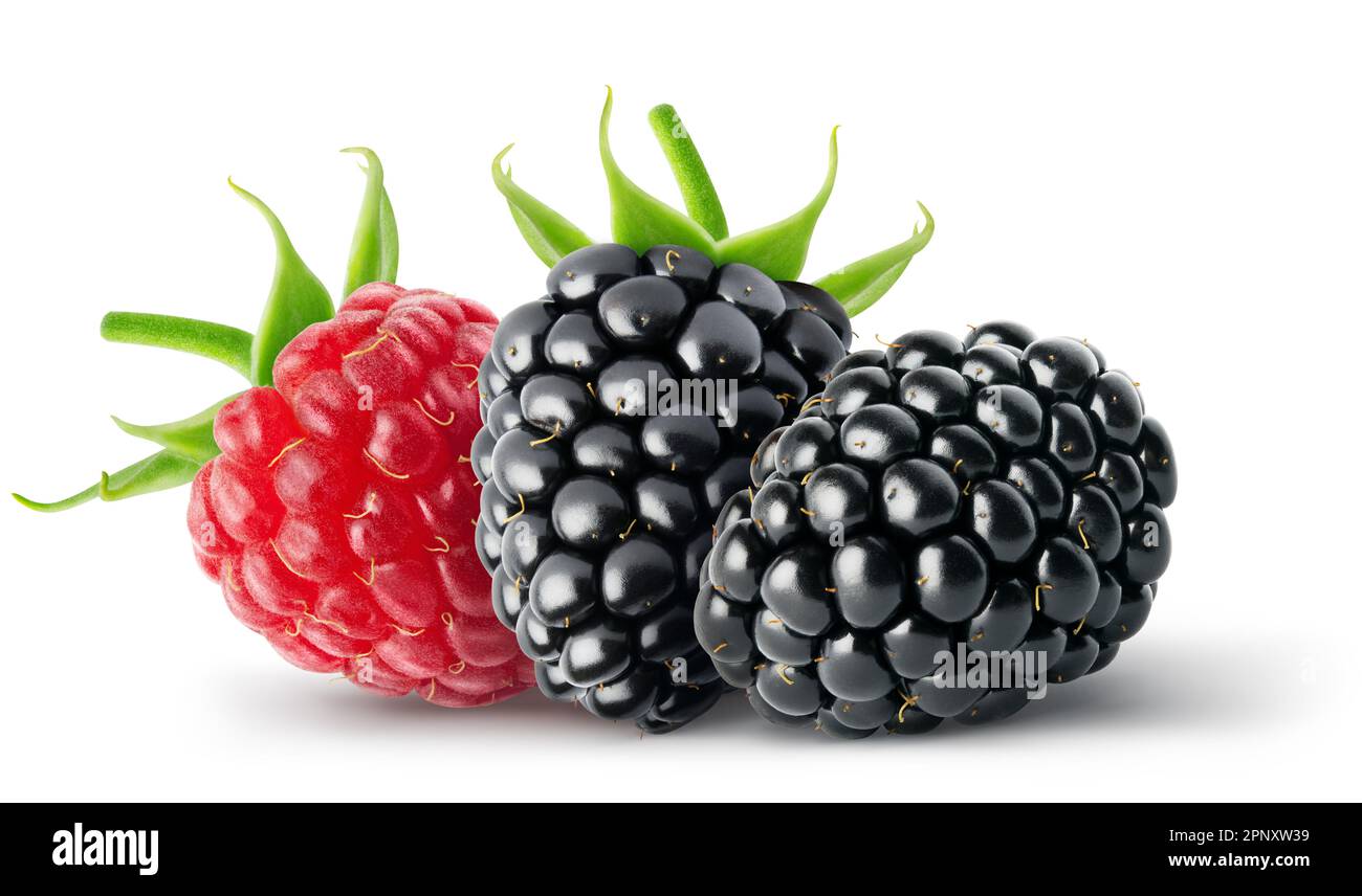 Isolated berries Two blackberry and single raspberry fruits isolated on ...