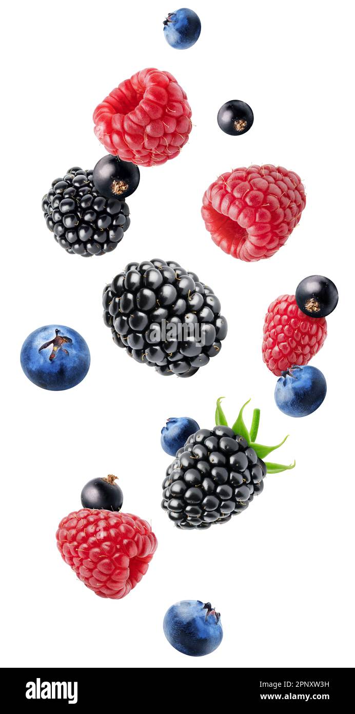 Isolated flying berries. Blackberry, blueberry, raspberry and currants ...