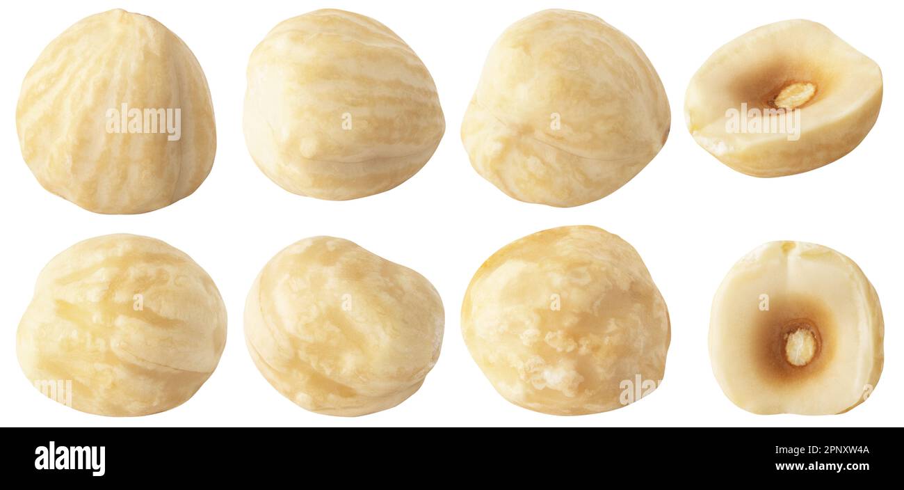 Isolated peeled roasted hazelnuts. Collection of whole peeled hazelnuts ...