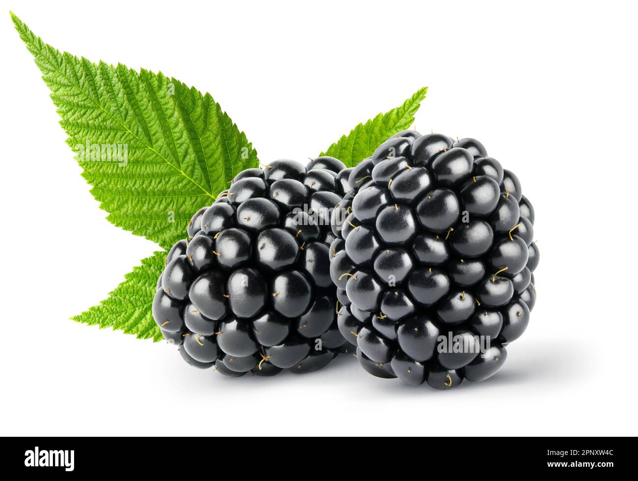 Isolated berry. Two whole fresh blackberry fruit with leaves isolated ...
