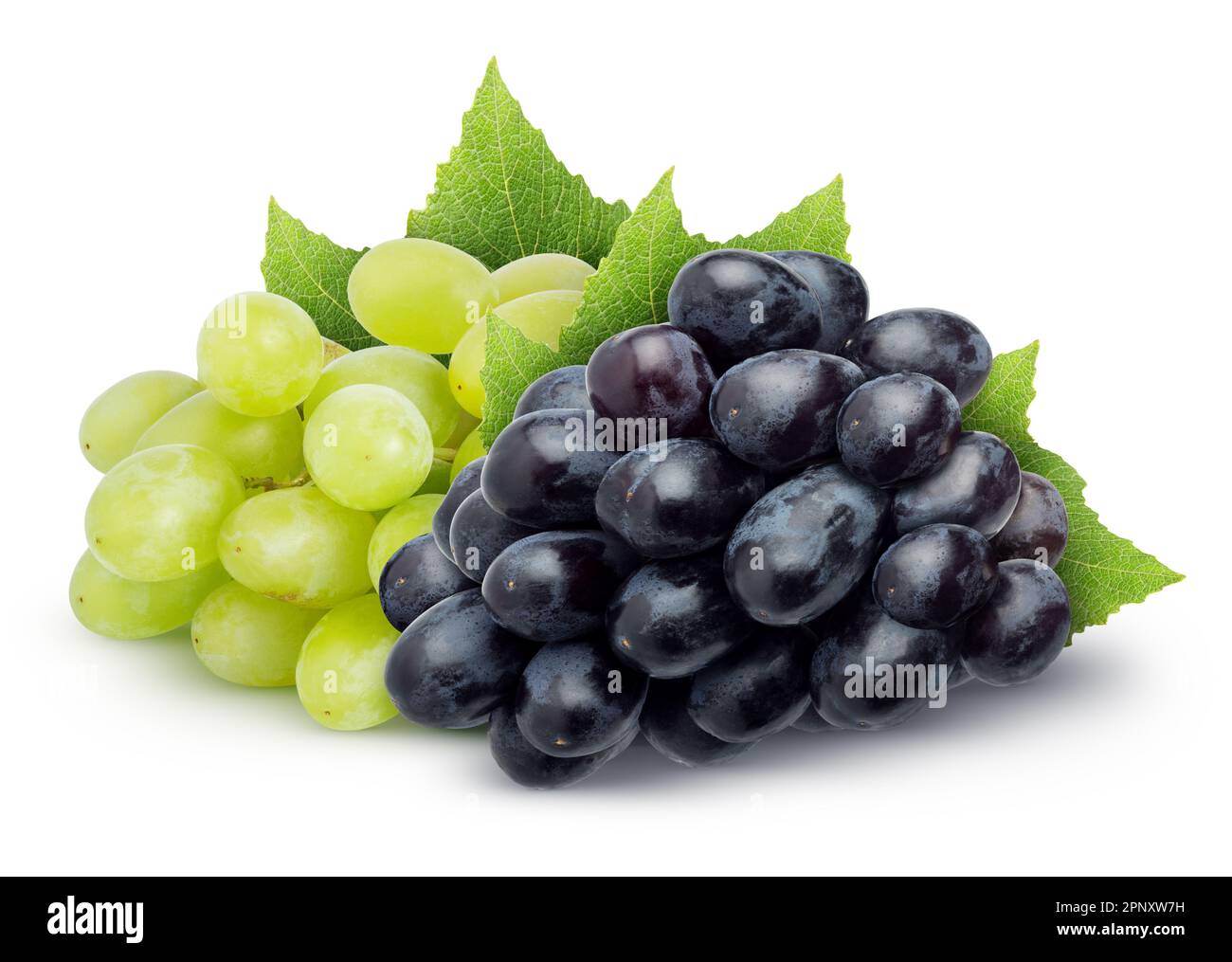 Isolated grapes. Pile of dark blue and green (yellow) grapes with ...