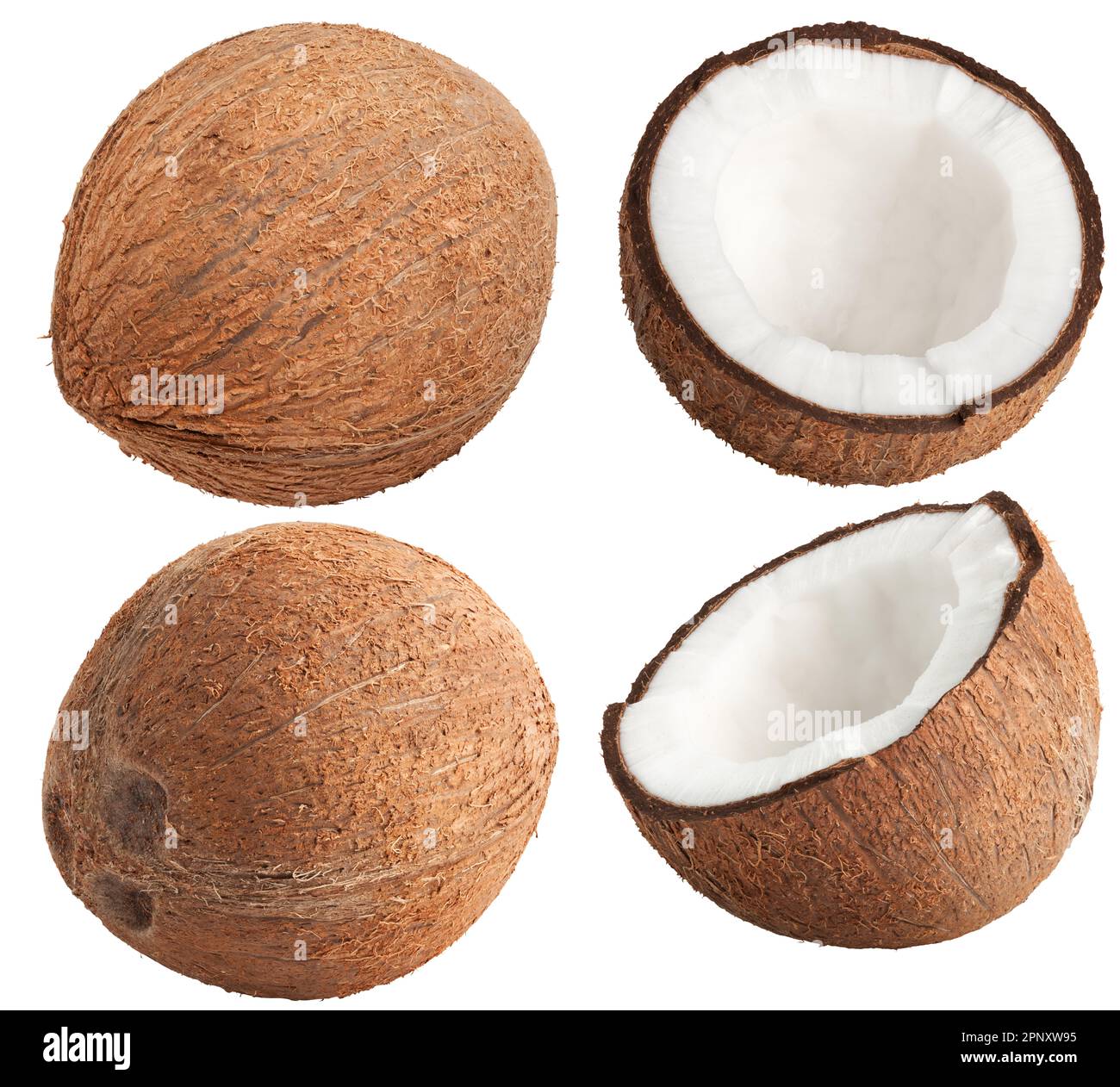 Isolated coconut collection. Whole and half of coconut isolated on ...
