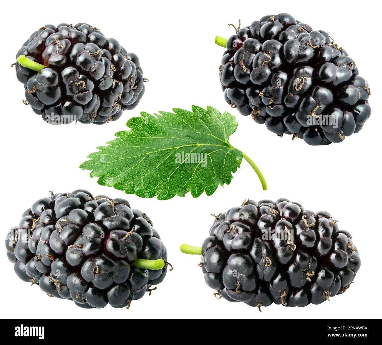 Isolated mulberries. Collection of four mulberry of different shapes ...