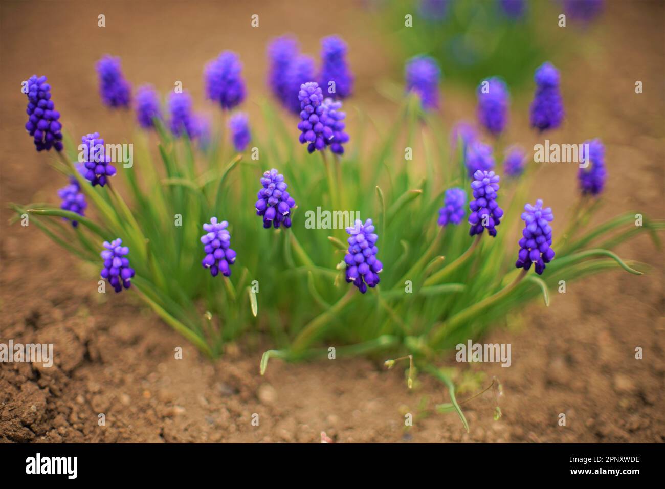 Blue grape hyacinths flowers with small round buds grow in spring ...