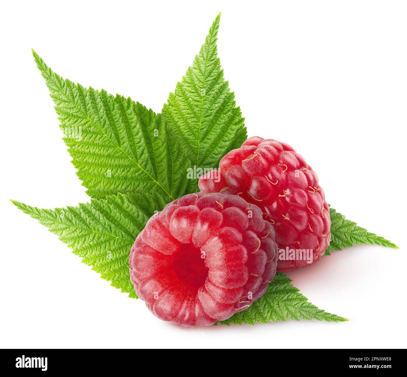 Isolated berries. Two raspberry fruits with leaves isolated on white ...
