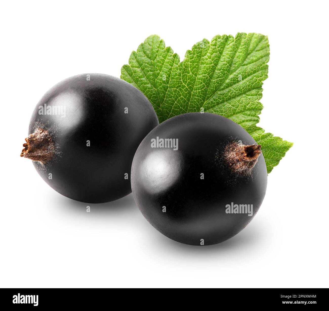 Isolated currants. Two black currant berries with leaf isolated on ...