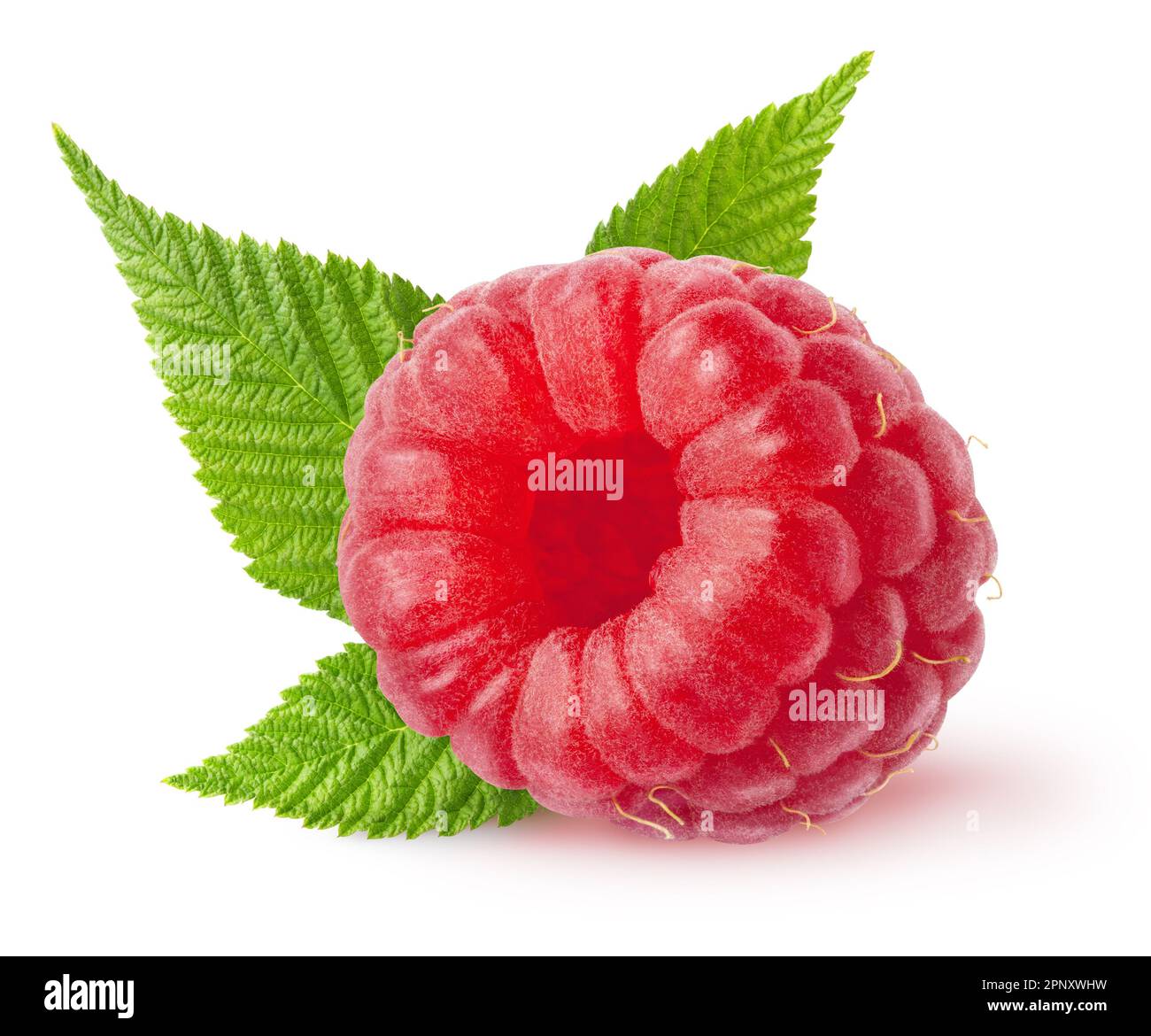 Isolated berry. One ripe raspberry fruit with leaves isolated on white ...