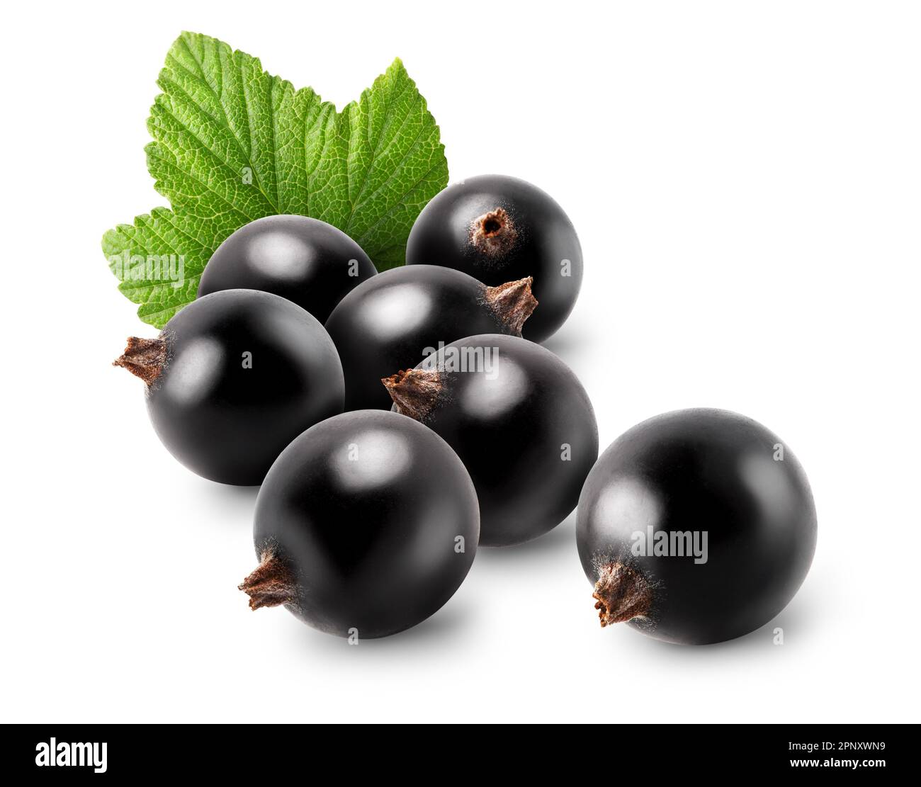 Isolated black currants. Pile of fresh black currant berries with leaf ...