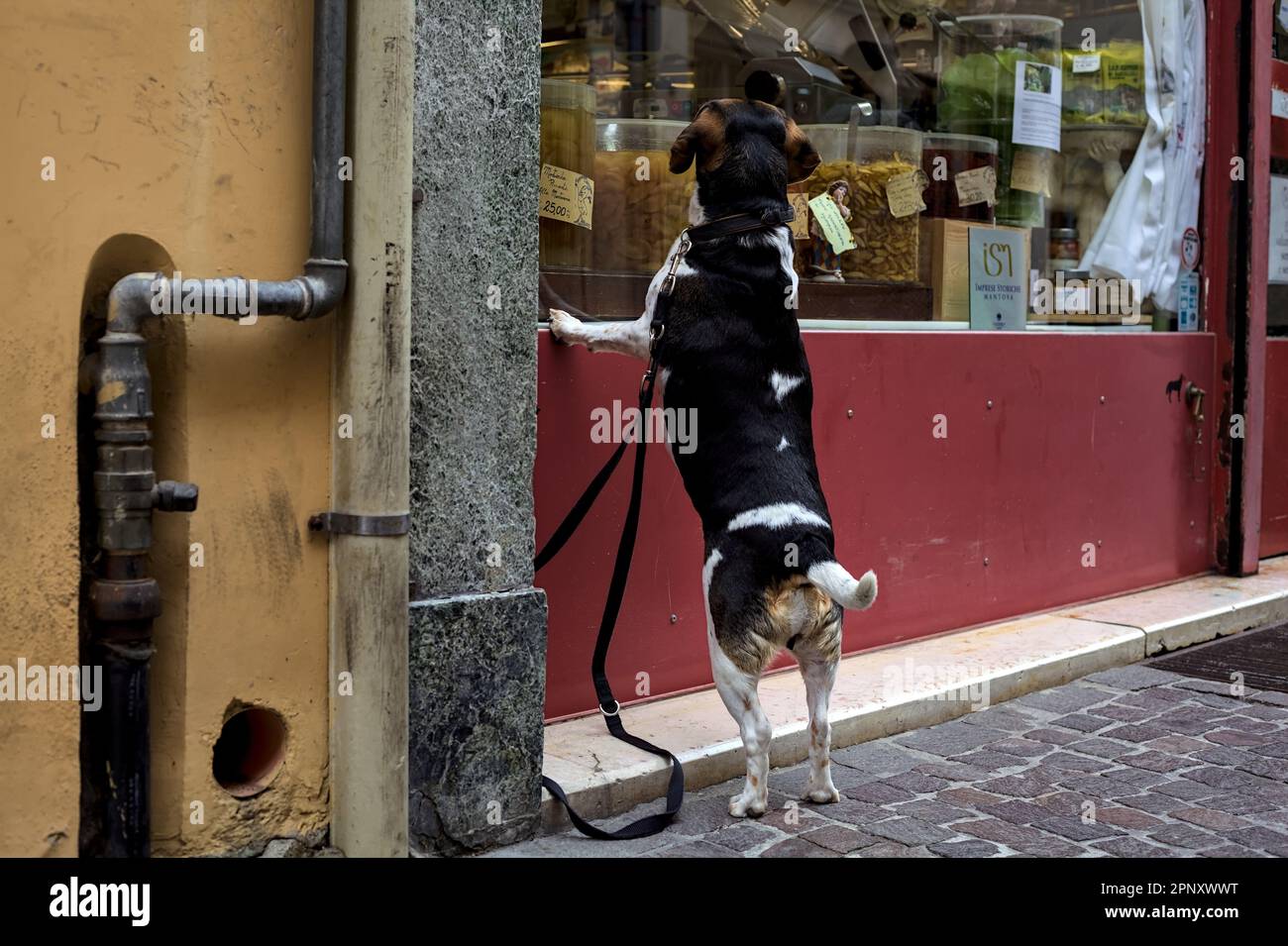Dog longing at the food in a shop window of a grocery store Stock Photo ...