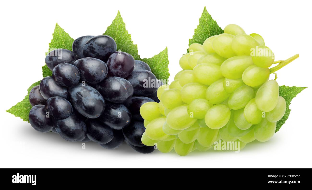 Isolated grape varieties. Pile of dark blue and white Thompson grapes ...