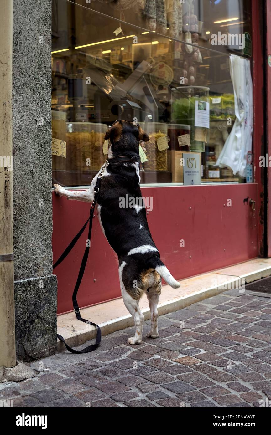 Dog longing at the food in a shop window of a grocery store Stock Photo ...