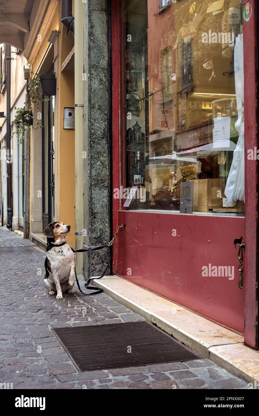 Dog longing at the food in a shop window of a grocery store Stock Photo ...