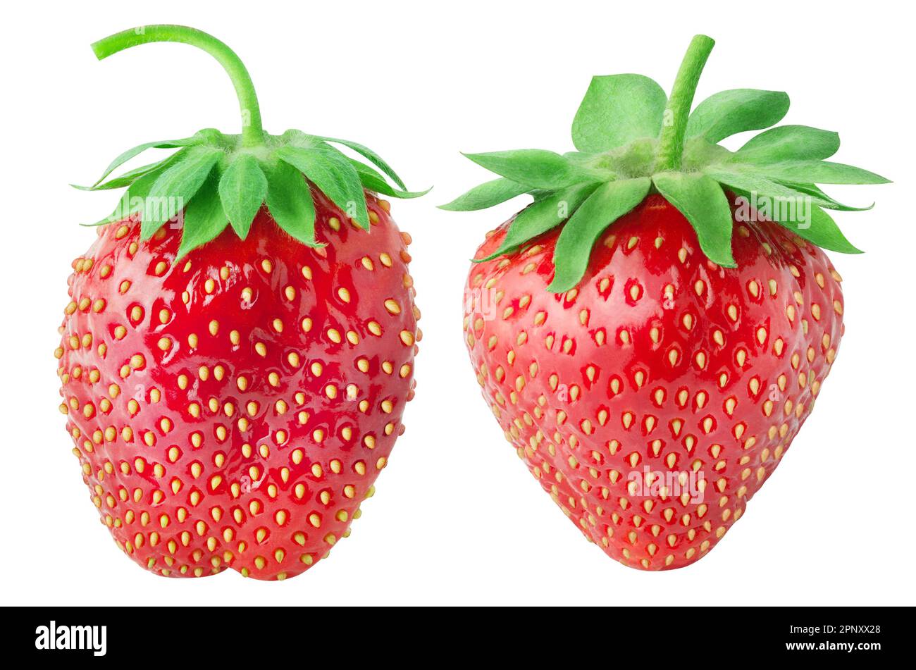 Isolated strawberry. Two different type of whole strawberry fruits ...