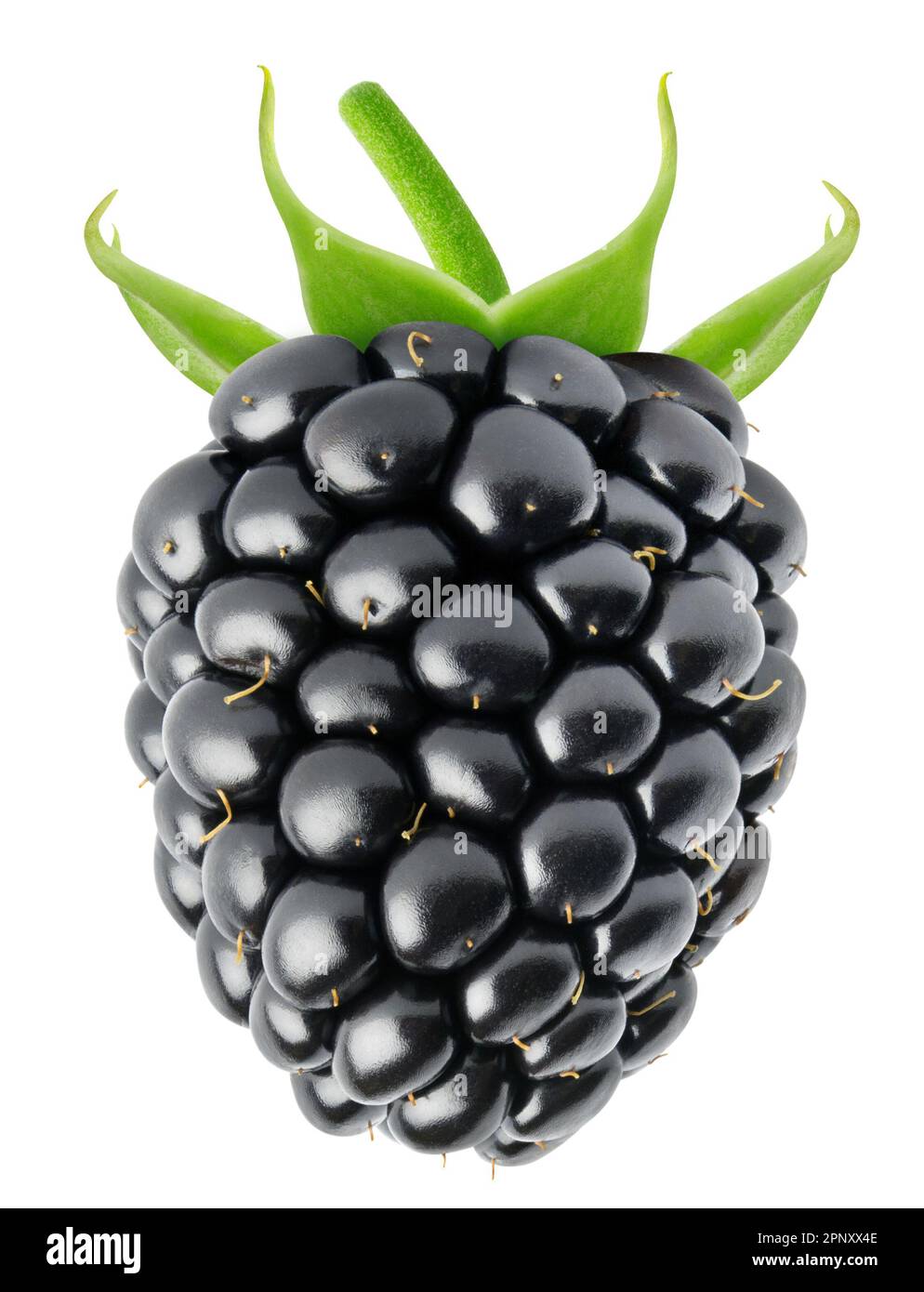 Isolated berry. One single fresh blackberry fruit isolated on white ...