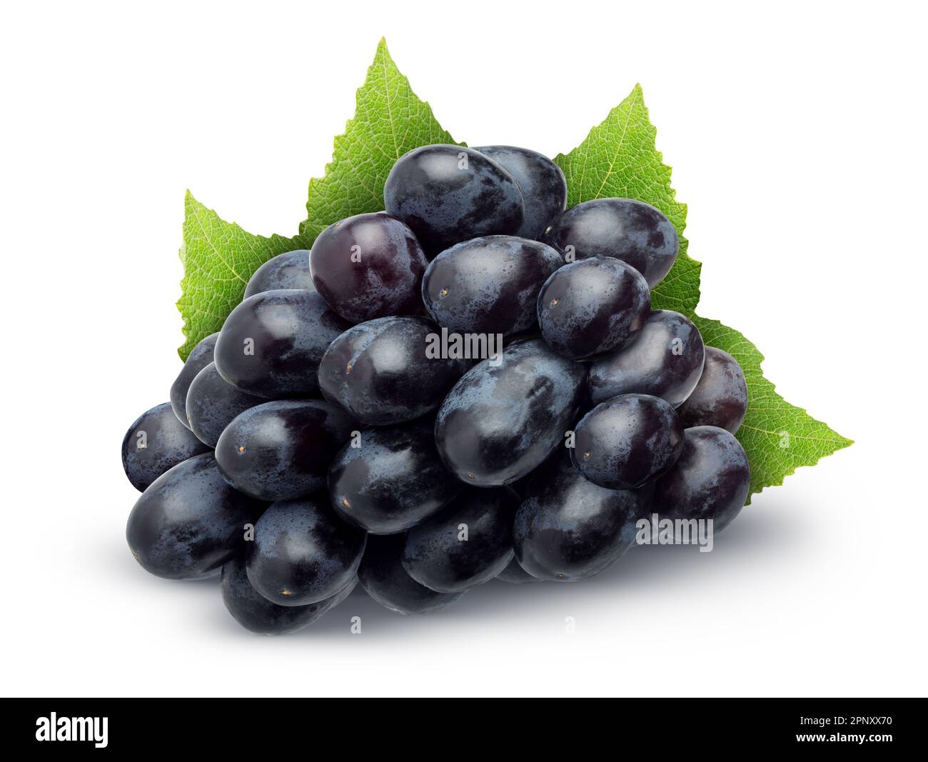 Blue Grapes