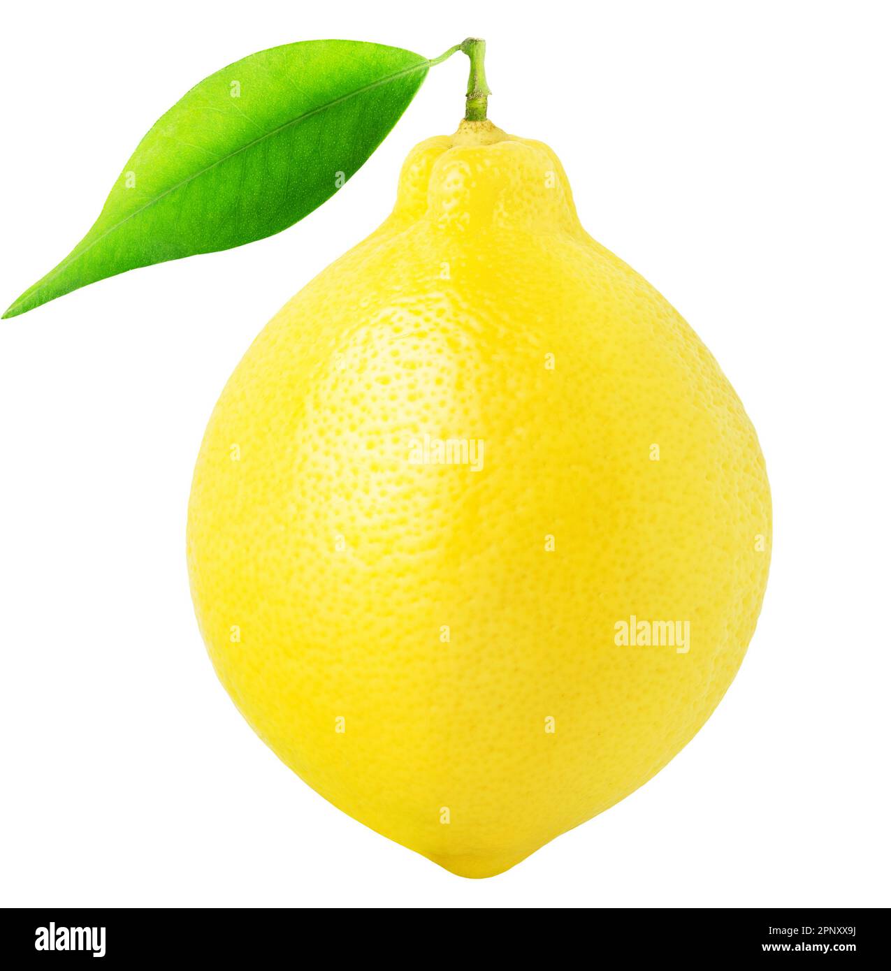 Isolated lemon friut. Whole lemon with leaf isolated on white with ...
