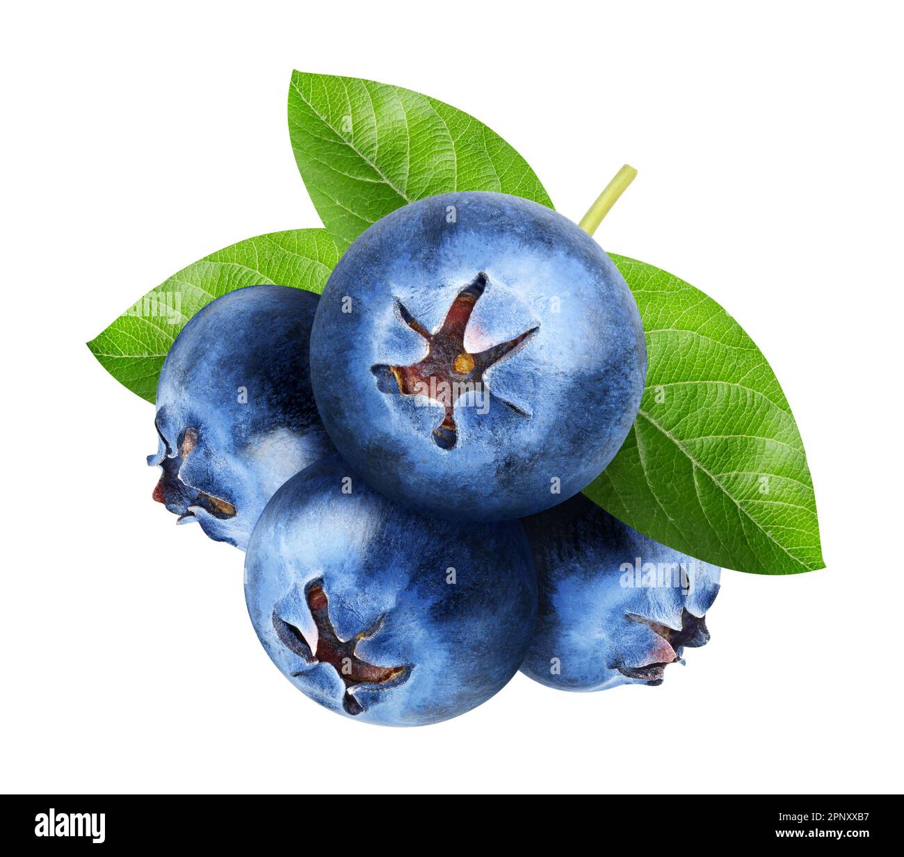Isolated blueberries. Bunch of sweet blueberry fruits with leaves ...