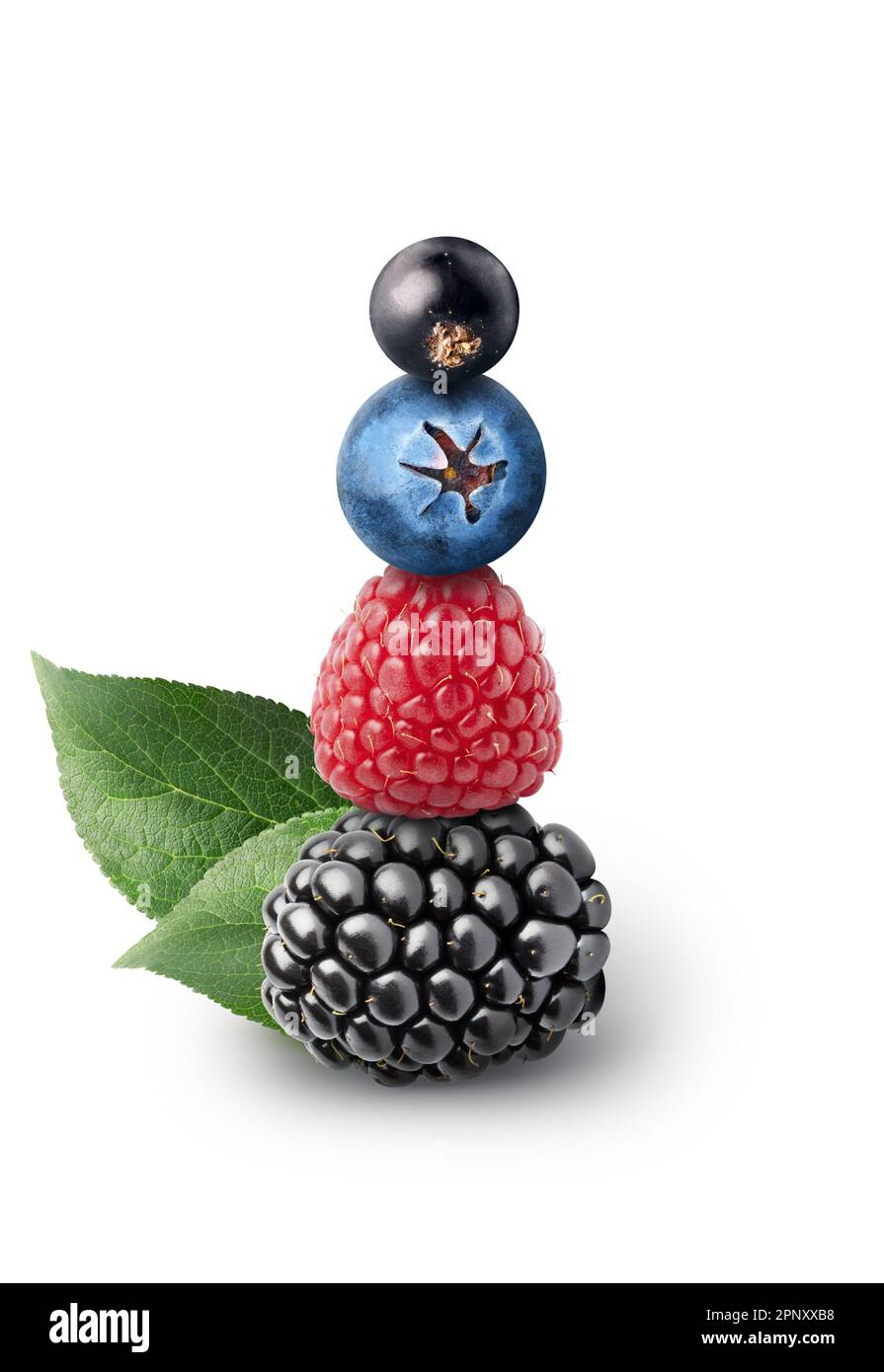 Isolated beries. Blackberry, curant, raspberry, blueberry fruits on top ...