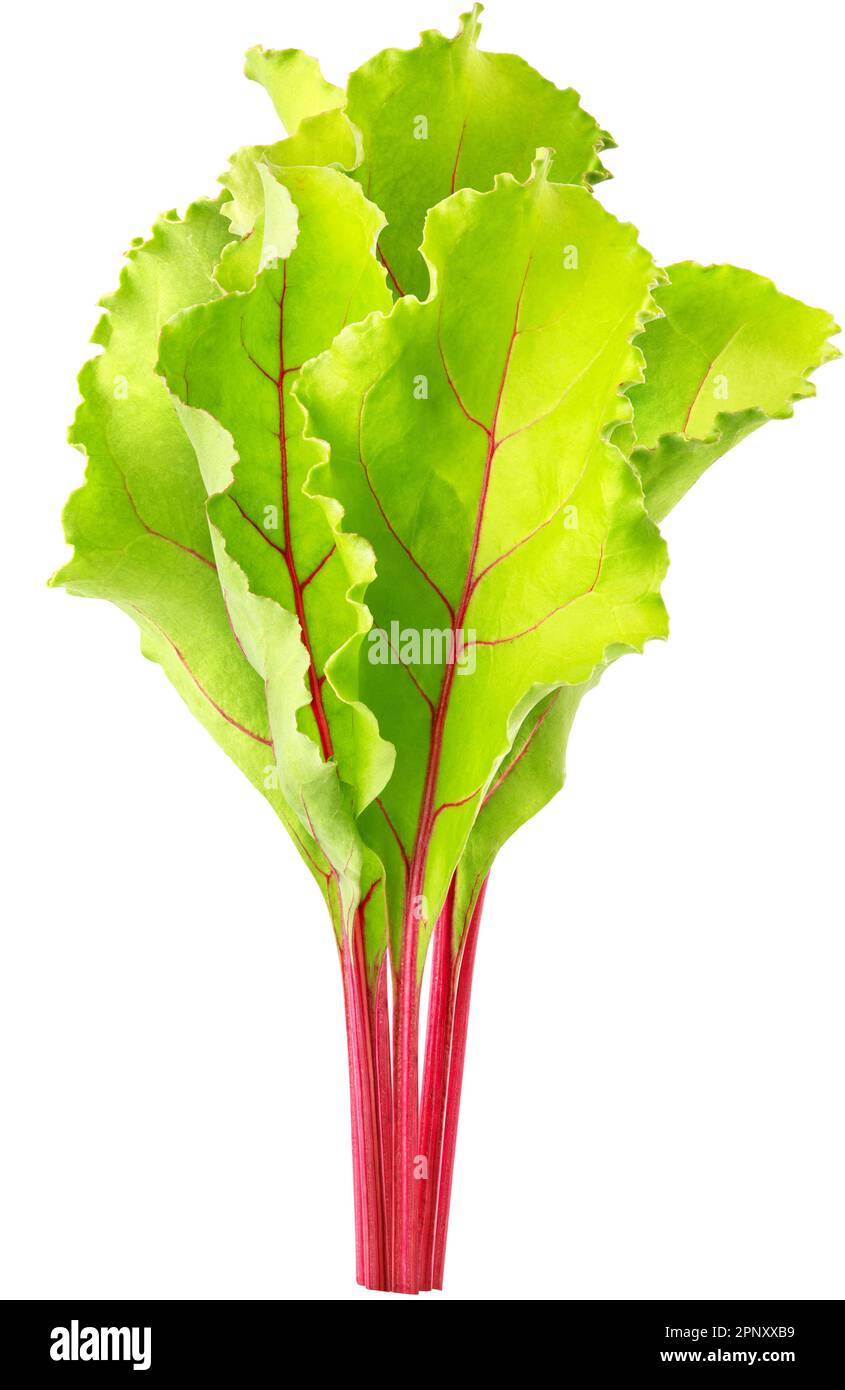Isolated beetroot tree. Fresh leaves of beetroot isolated on white ...