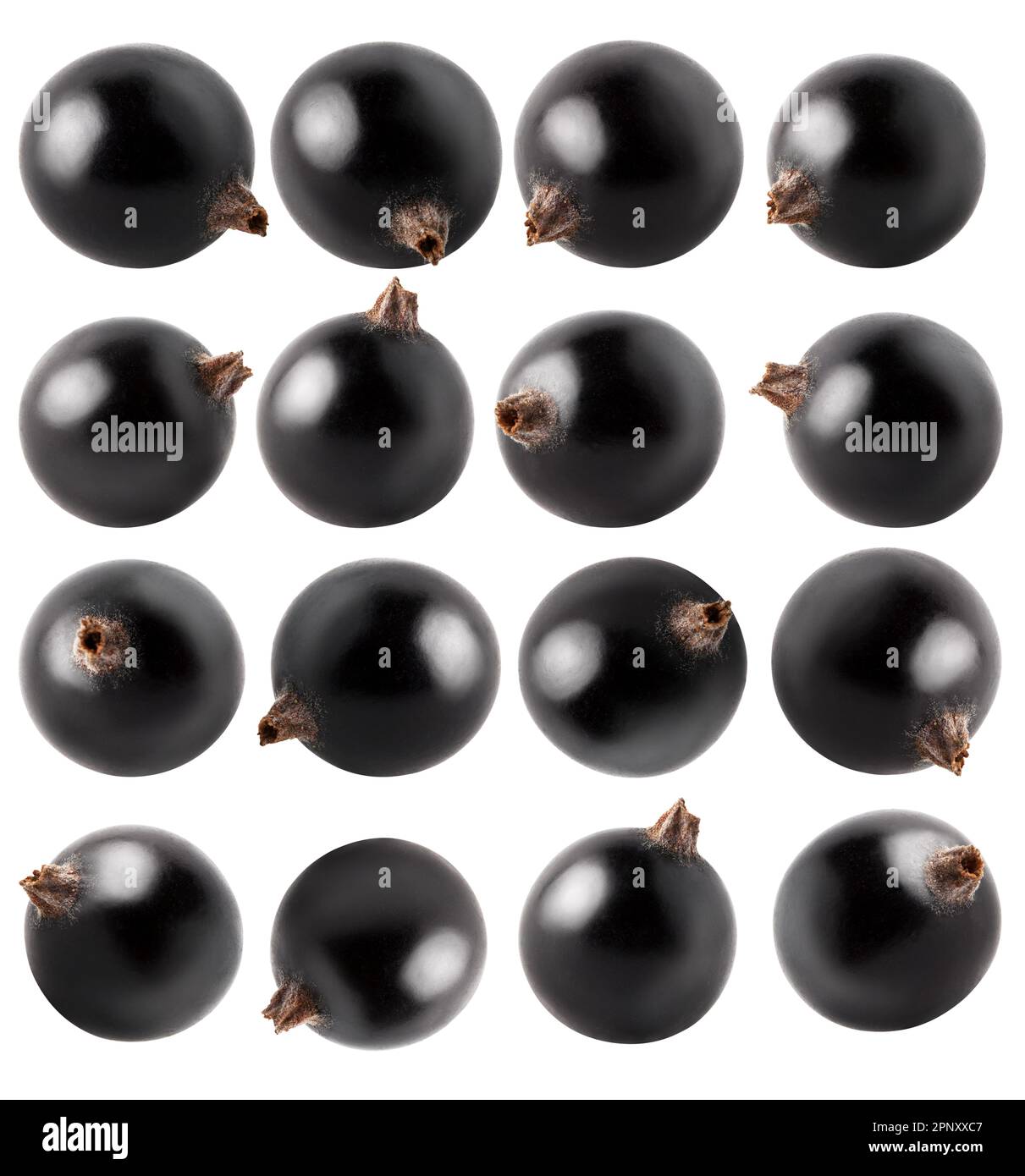 Isolated blackcurrants. Collection of black currant berries of ...