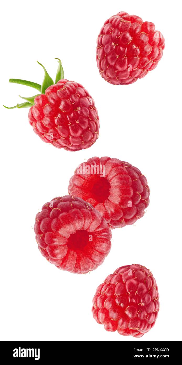 Isolated flying berries. Falling raspberry fruits isolated on white ...