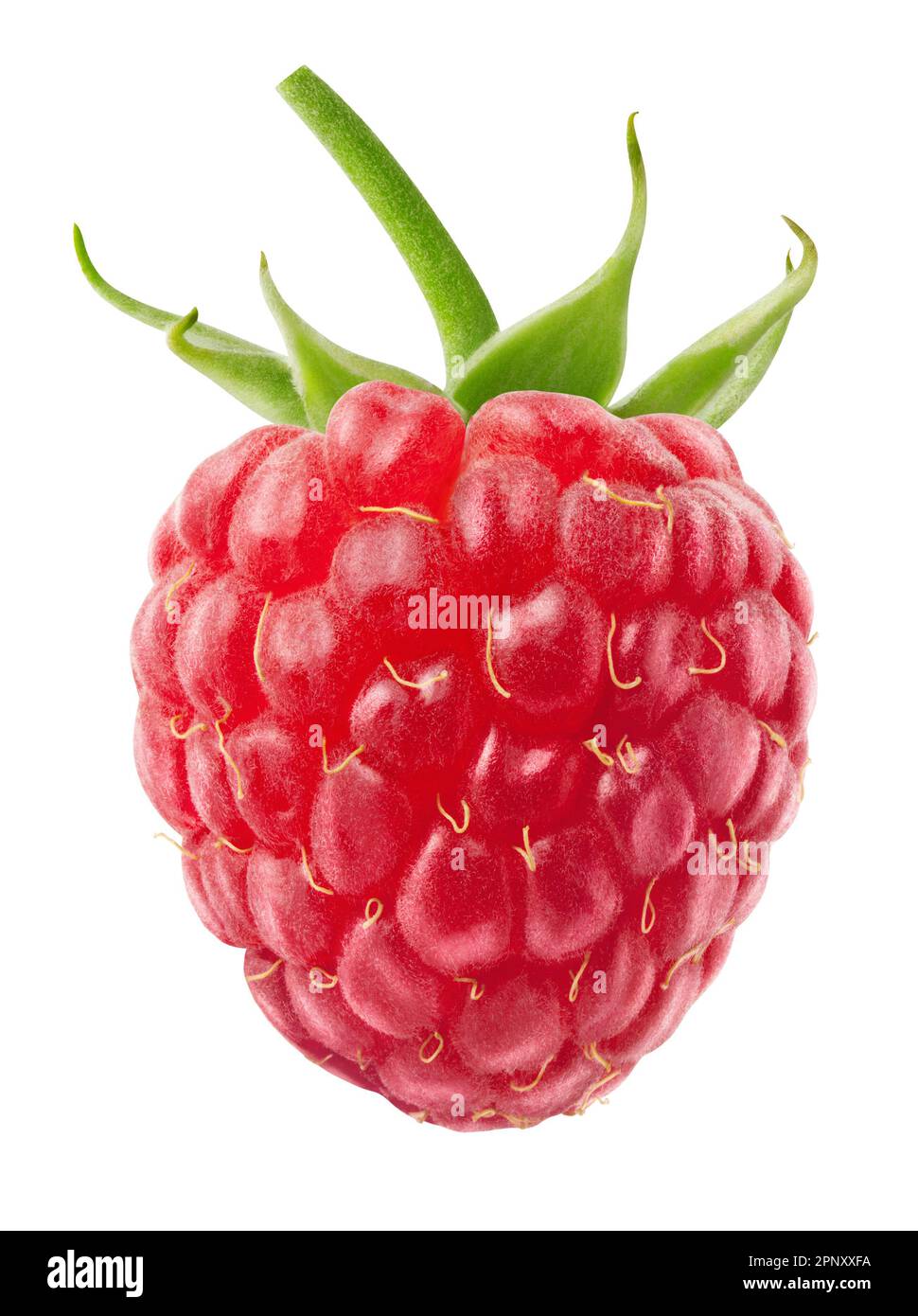Isolated berry. One single fresh raspberry fruit isolated on white ...