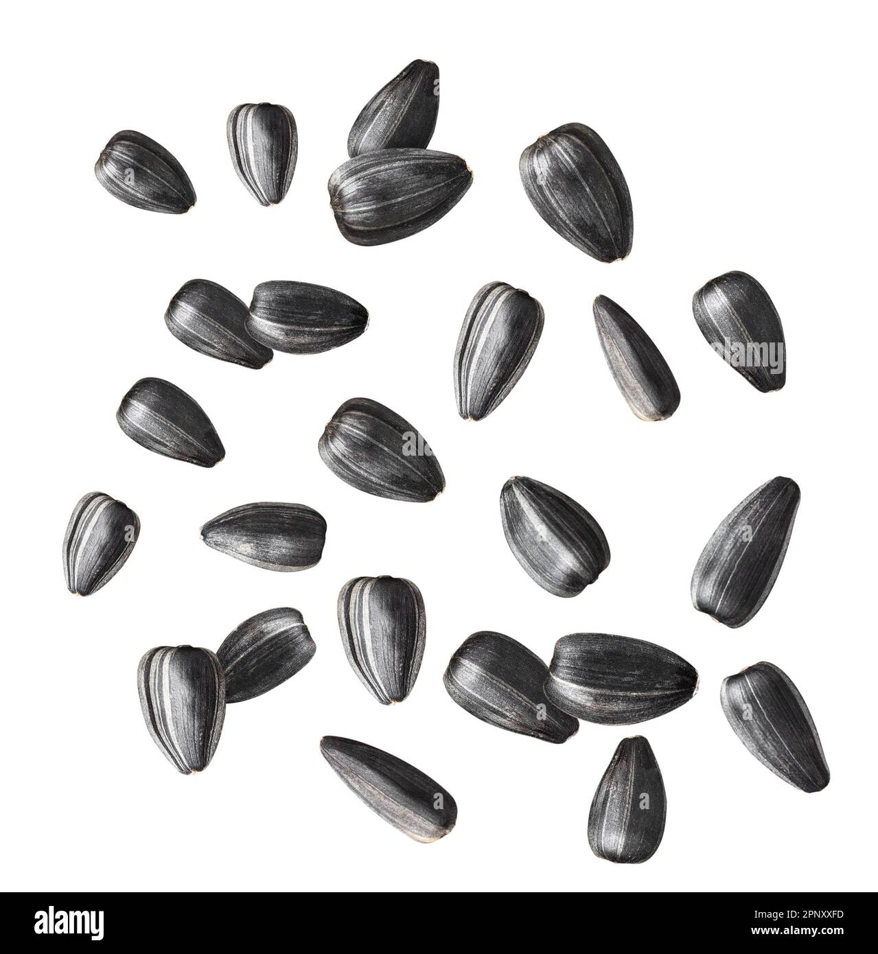 Isolated flying black sunflower seeds. Sunflower seeds on the air ...