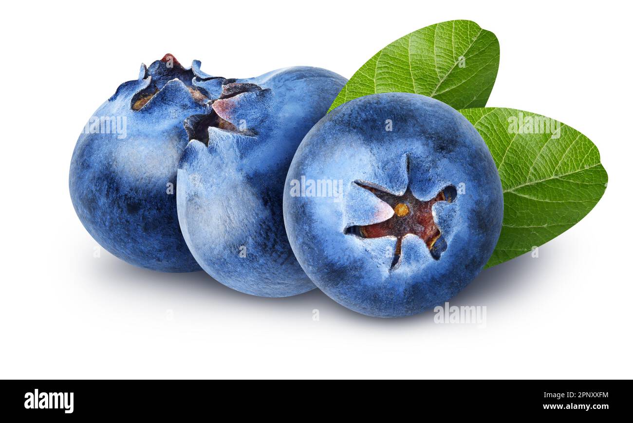 Isolated blueberries. Three sweet blueberry fruits with leaves isolated on white background ...