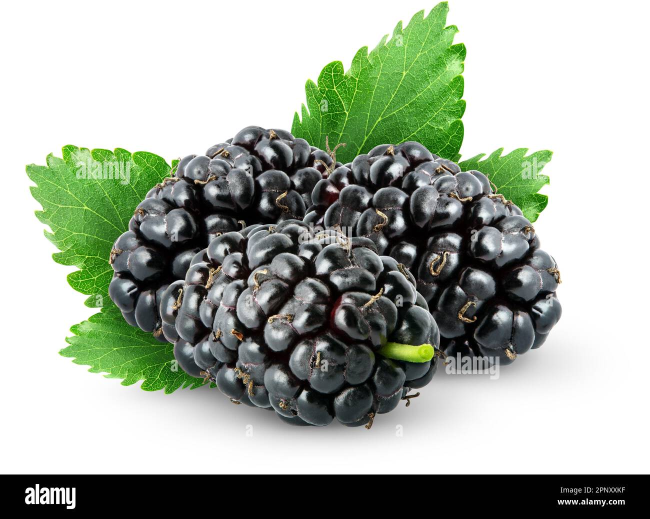 Isolated berries. Three fresh mulberry fruits with leaves isolated on ...