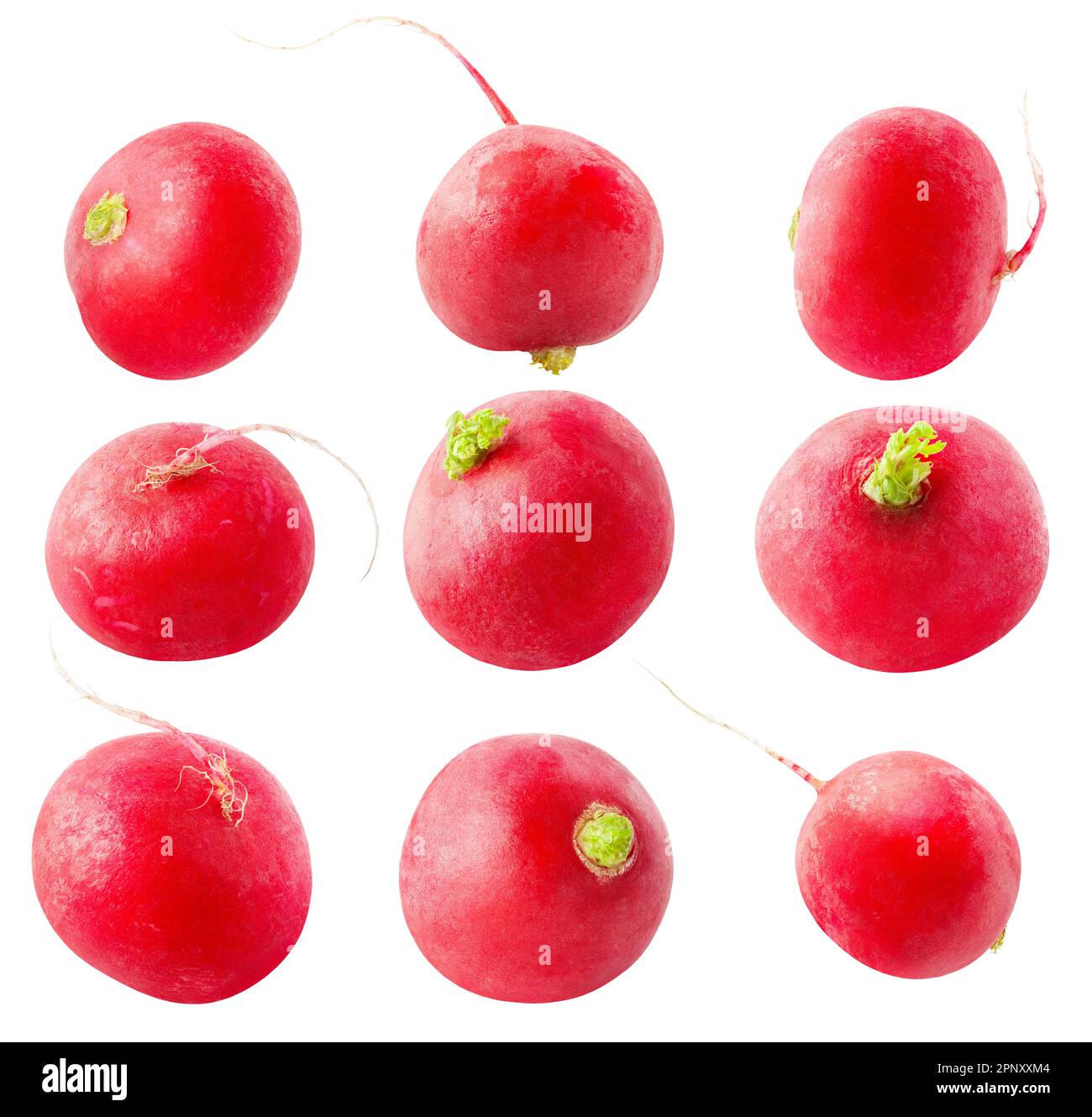 Collection of radishes. Different angle of raw radish vegetables ...