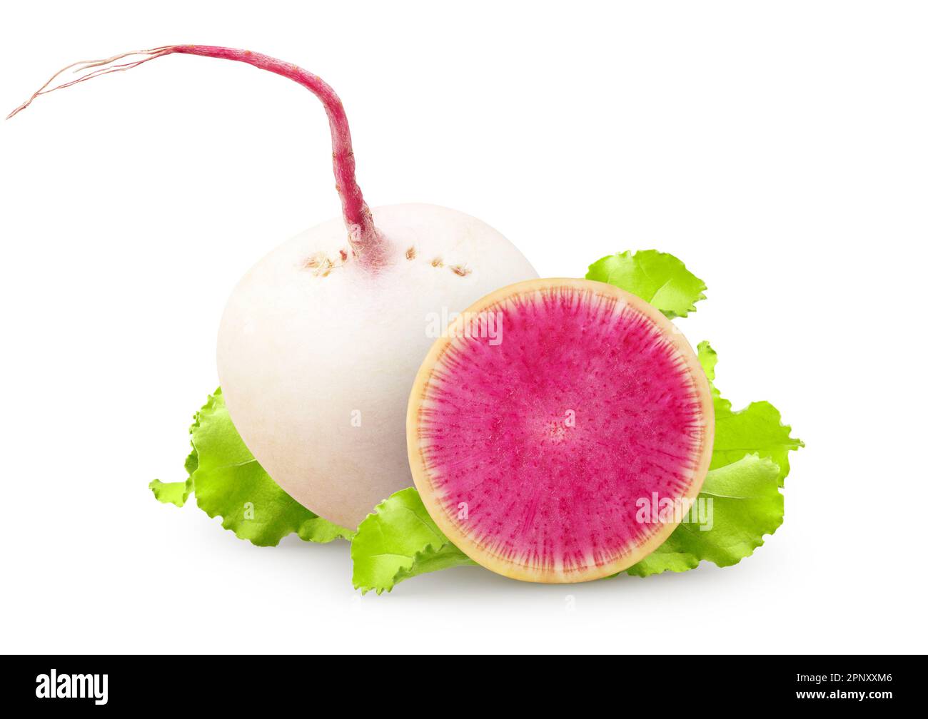 Isolated watermelon radishes. Whole raw watermelon radish and half with ...