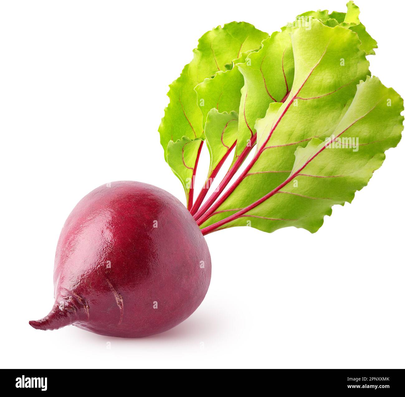 Isolated Beetroot. Whole single beetroot with leaves isolated on white ...