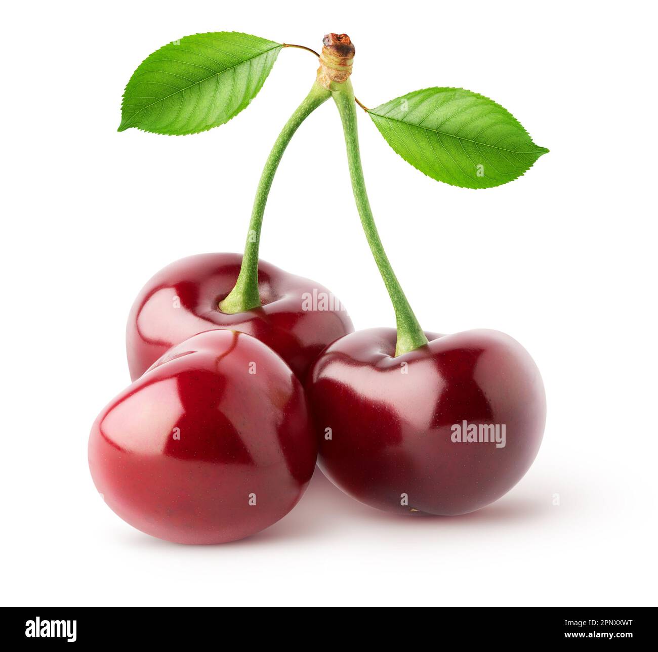 Isolated cherries. Three cherry fruits with leaves isolated on white ...