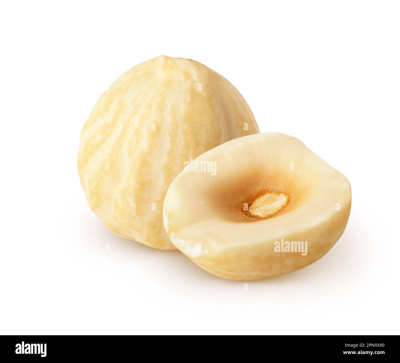 Isolated roasted halelnuts. Whole peeled hazelnut and a half isolated ...