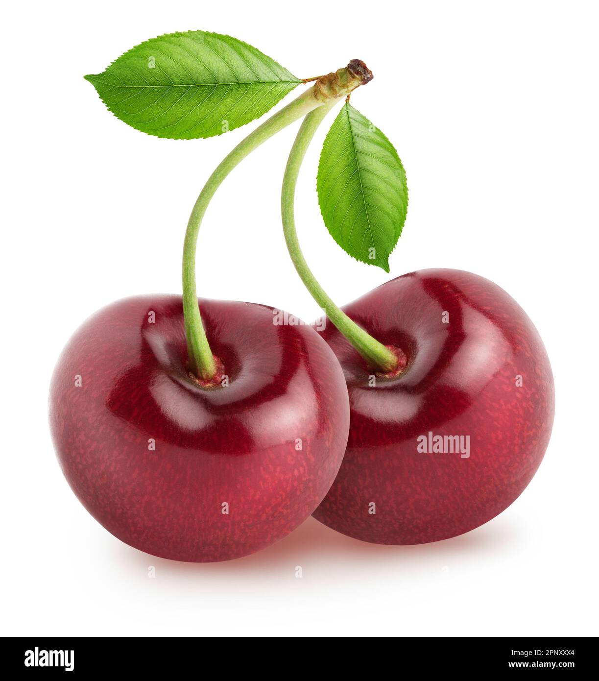 Isolated cherries. Pair of cherry fruits with leaves isolated on white ...