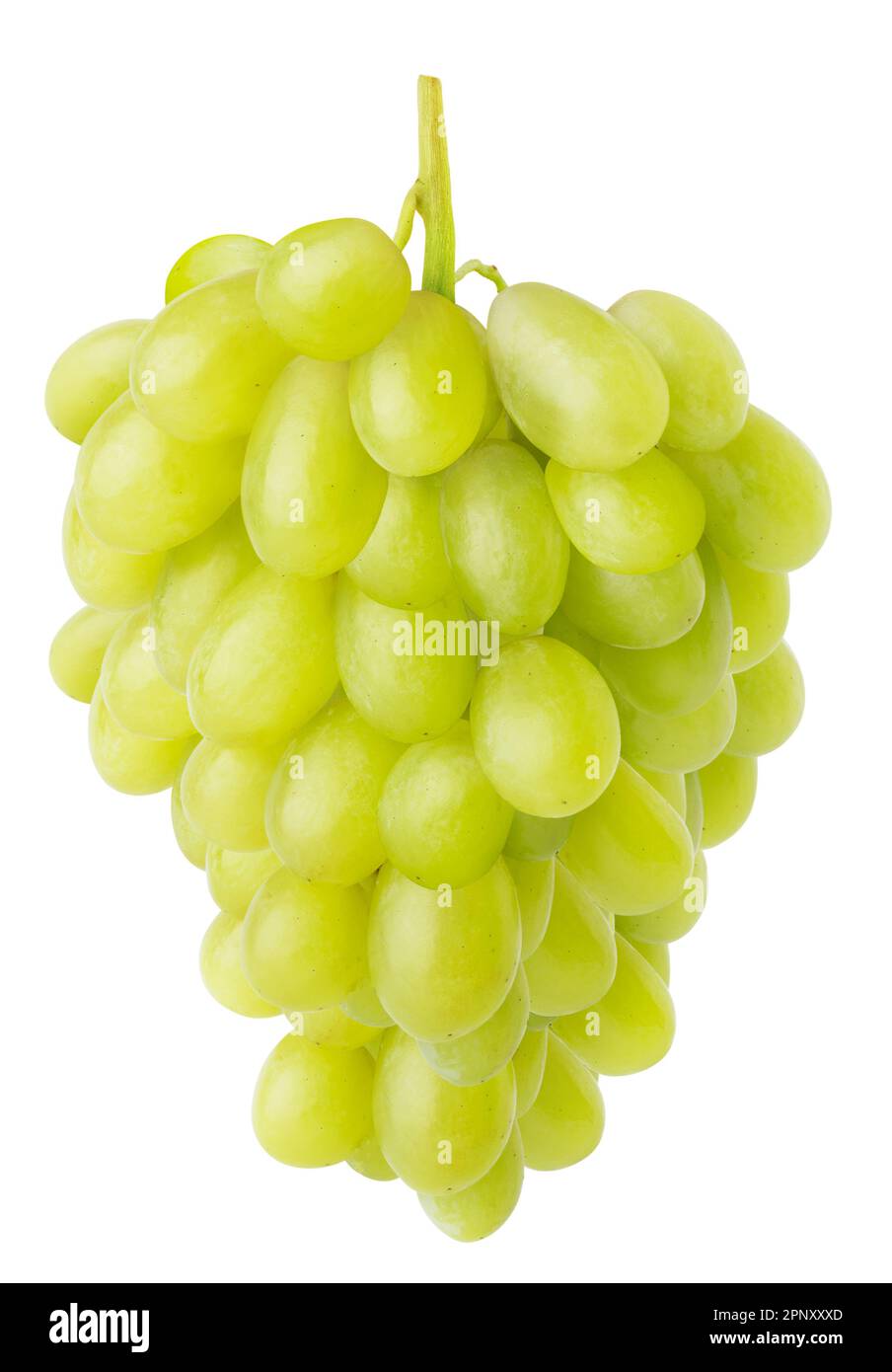 Isolated grapes. Claster of Thompson table white grapes hanging on a ...