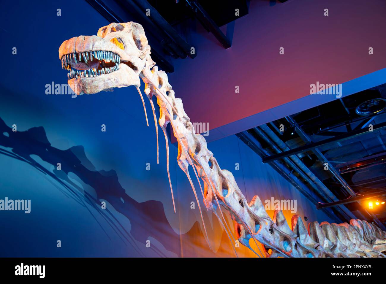 Patagotitan Dinosaur Skeleton on Display Stock Photo - Alamy