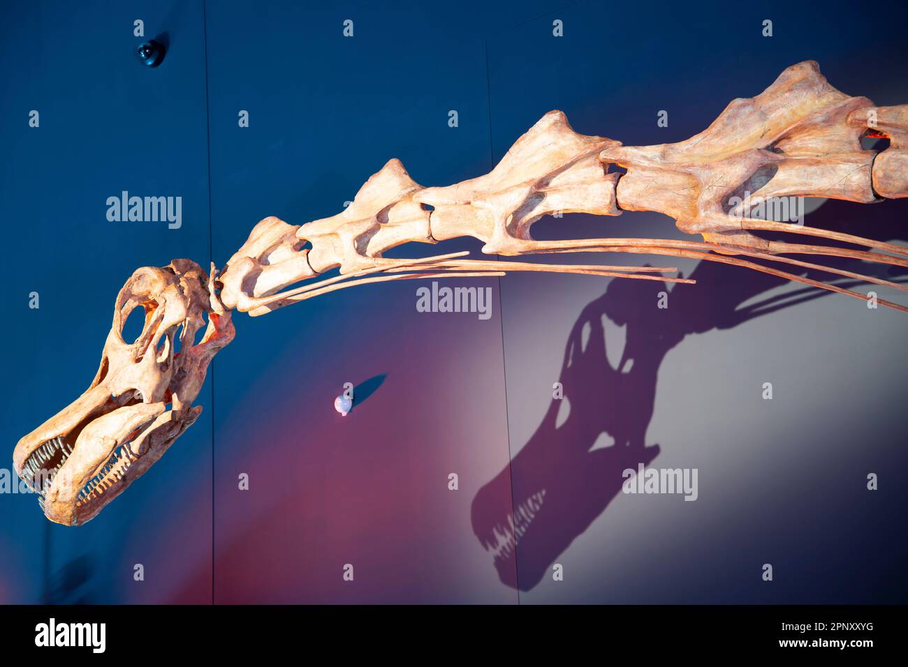 Patagotitan Dinosaur Skeleton on Display Stock Photo - Alamy
