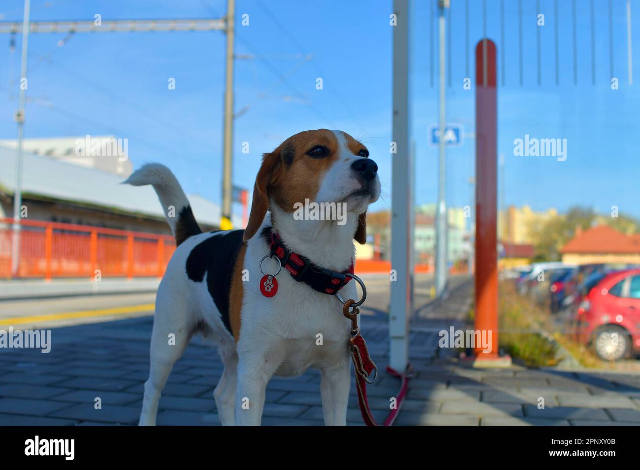 The beagle dog waits sadly at the station. The concept of loyalty ...