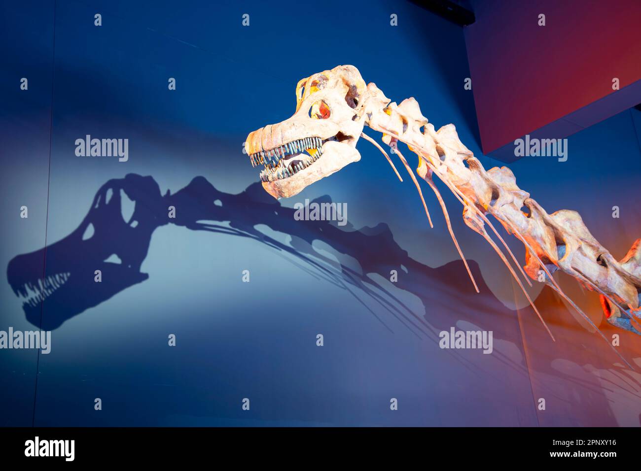Patagotitan Dinosaur Skeleton on Display Stock Photo - Alamy