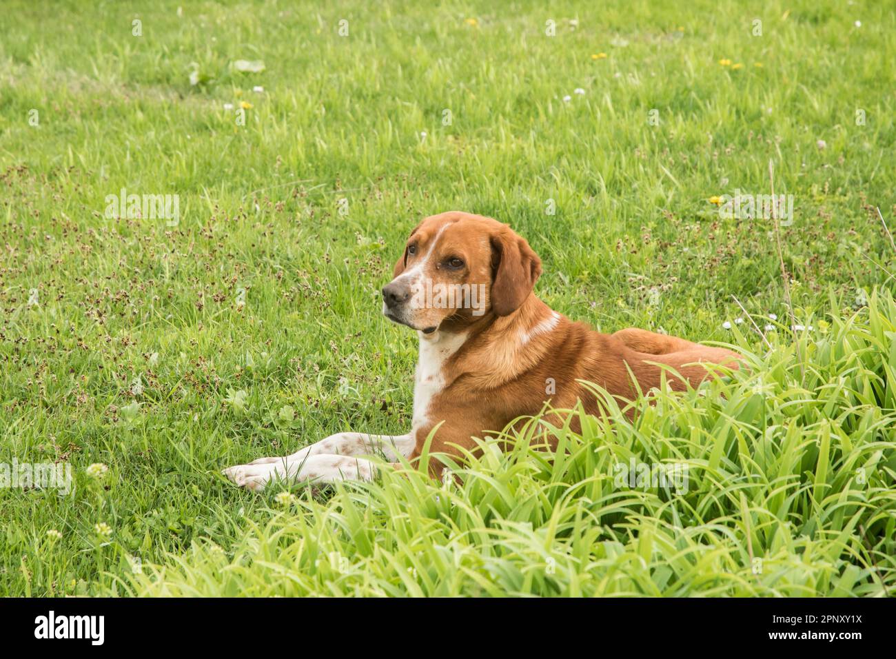 Scent hound dog hi-res stock photography and images - Alamy